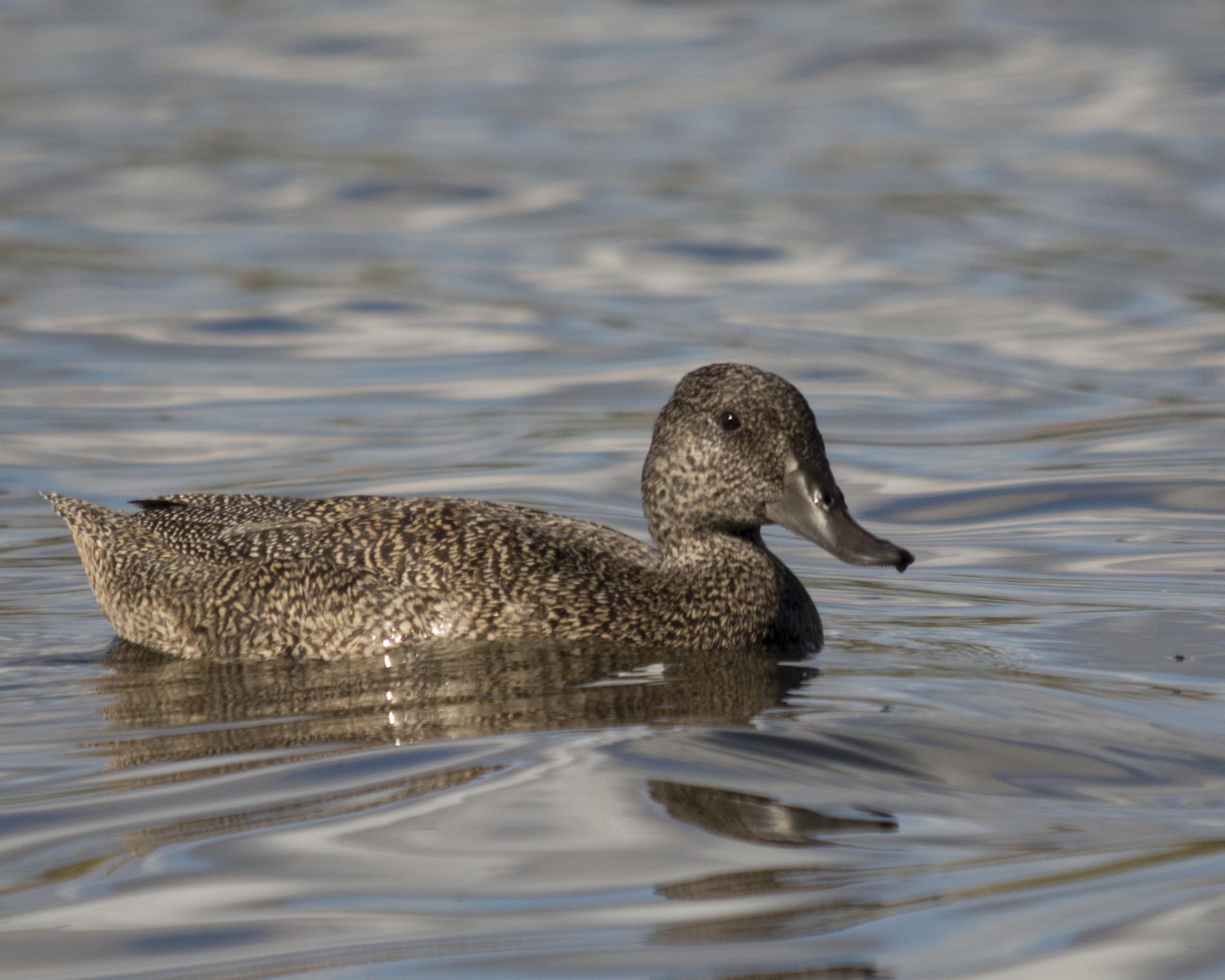 Waterbirds and Raptors – Perth Birds and Bush