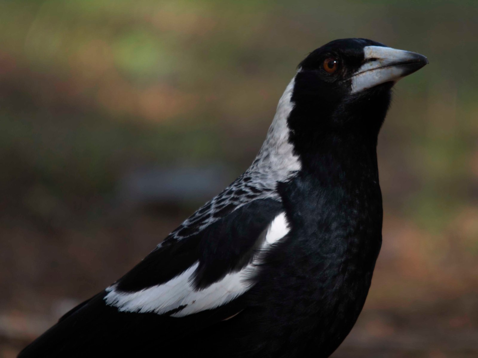 Wildflower, Waterfall and Wildlife tour – Perth Birds and Bush