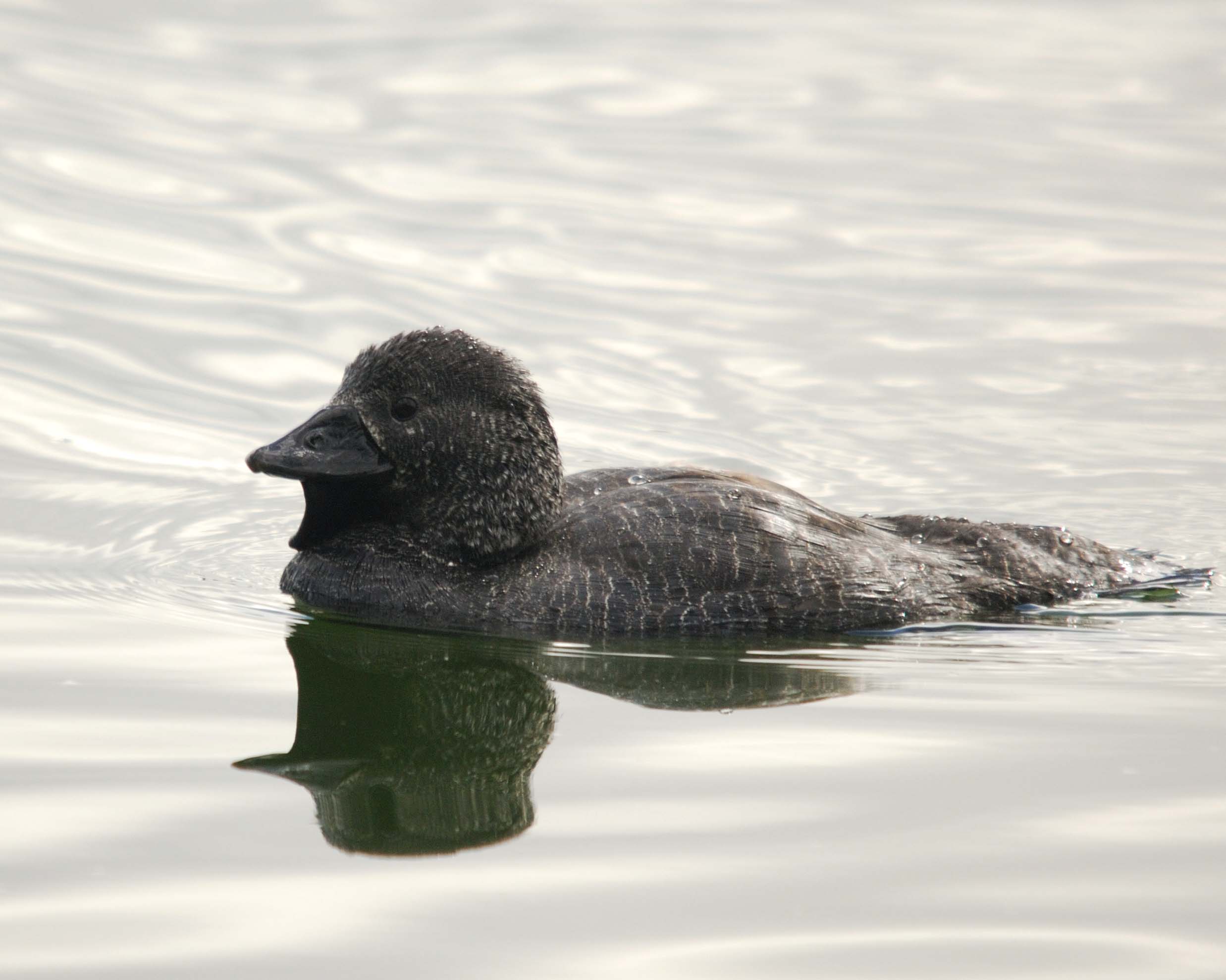 Waterbirds and Raptors – Perth Birds and Bush