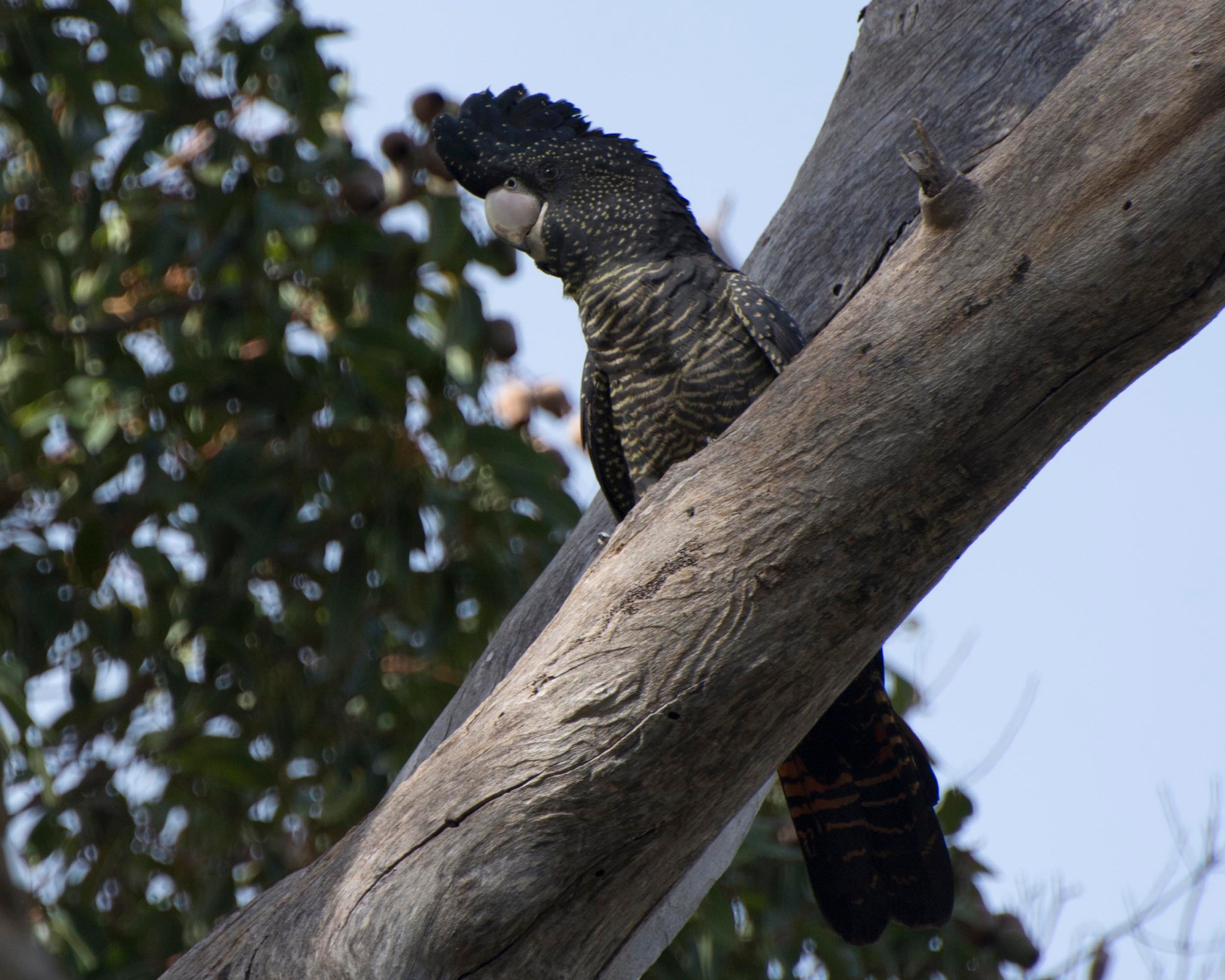 Bush Birds – Perth Birds and Bush