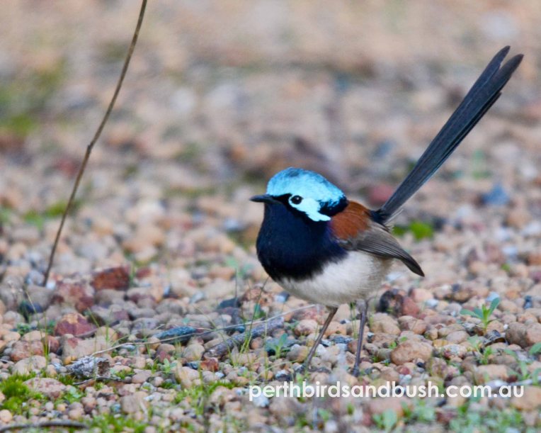 Perth Birds and Bush – Bird watching, wildflower and nature tours from ...