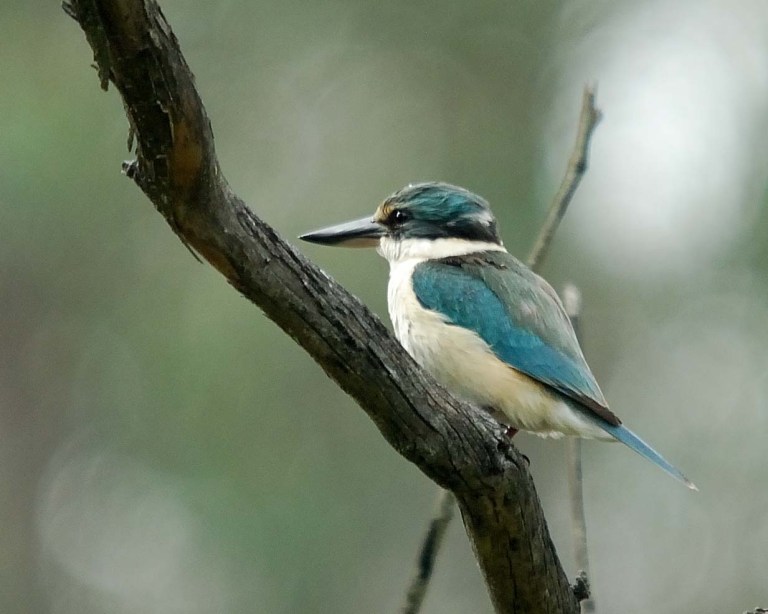 Bush Birds – Perth Birds and Bush