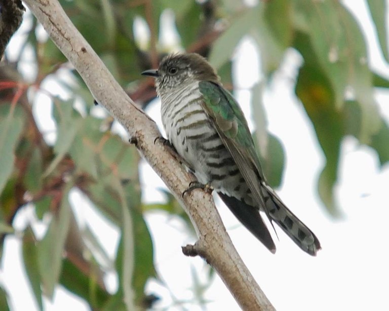 Bush Birds – Perth Birds and Bush