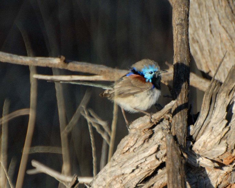 Bush Birds – Perth Birds and Bush