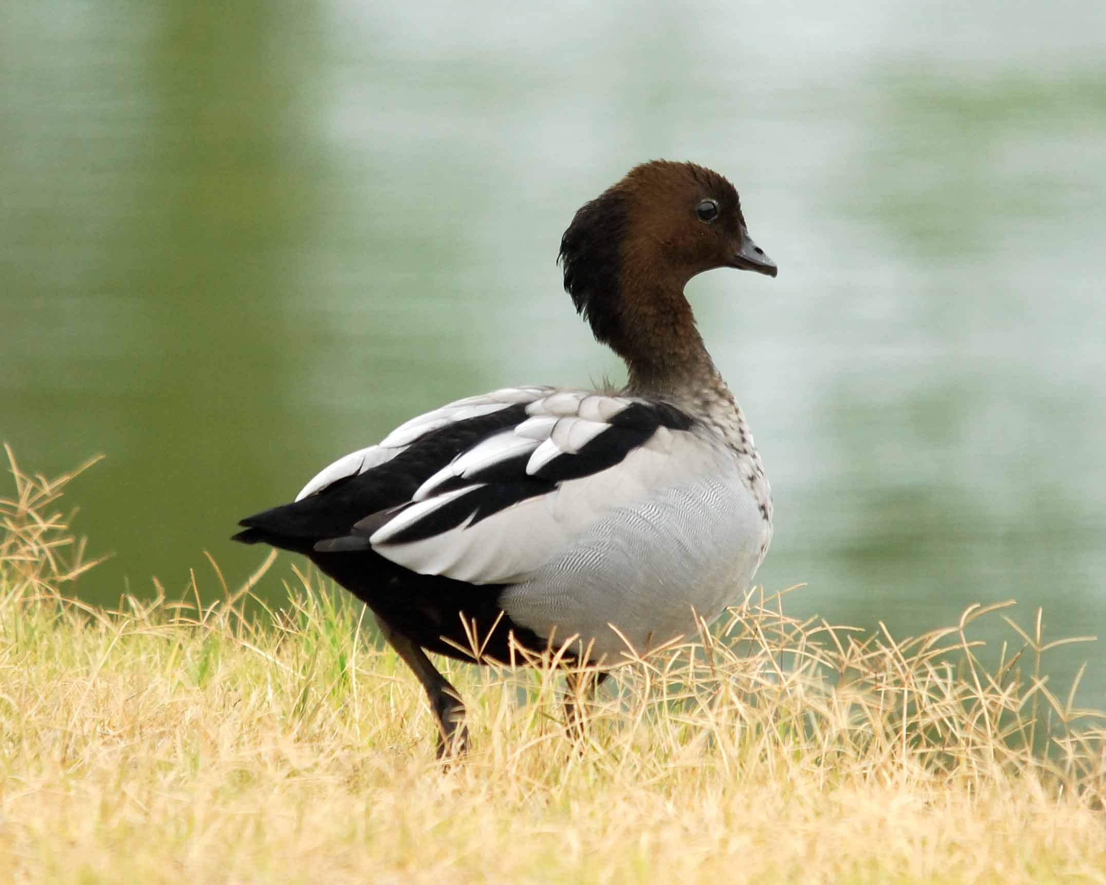 Waterbirds and Raptors – Perth Birds and Bush