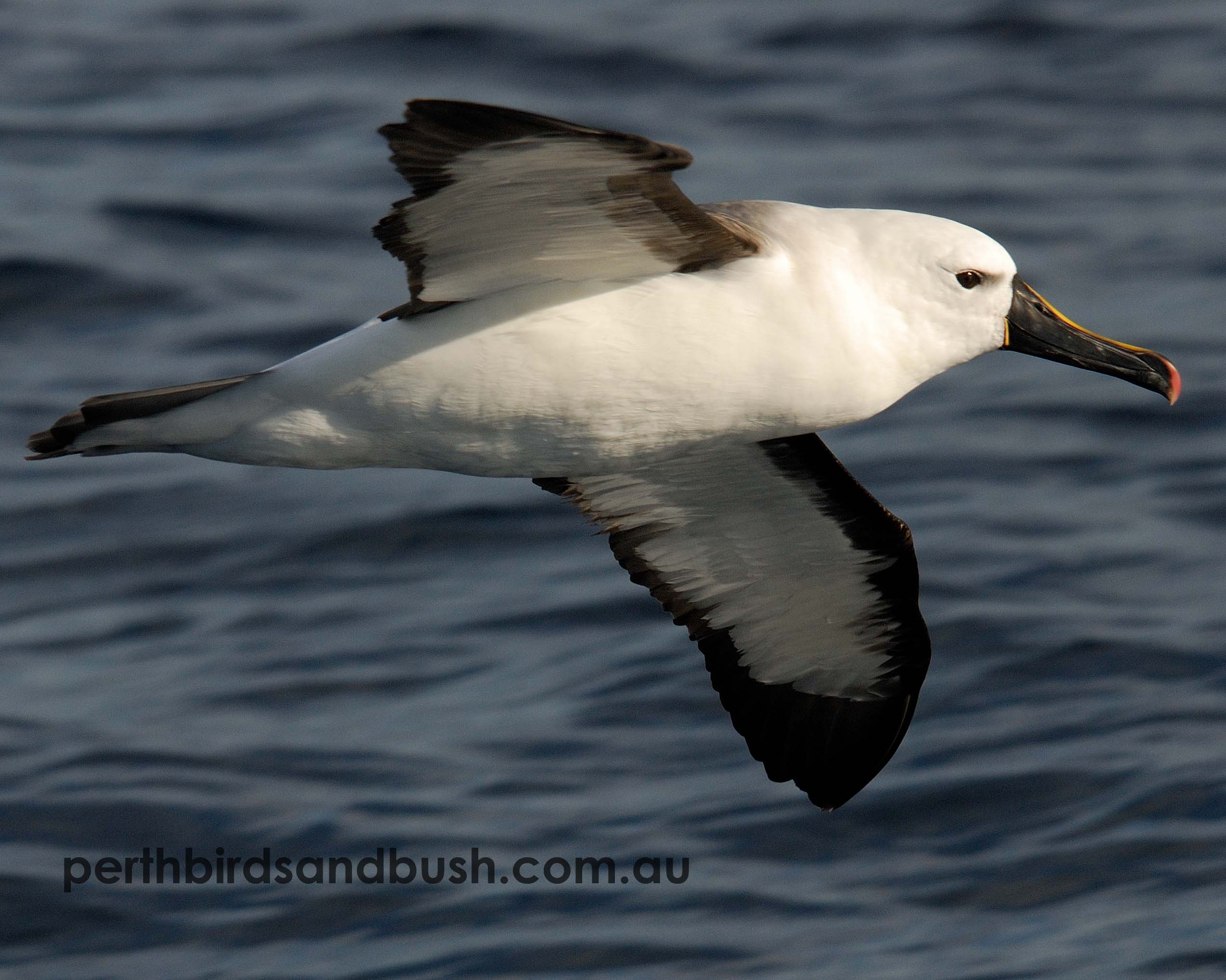 Gallery – Perth Birds and Bush