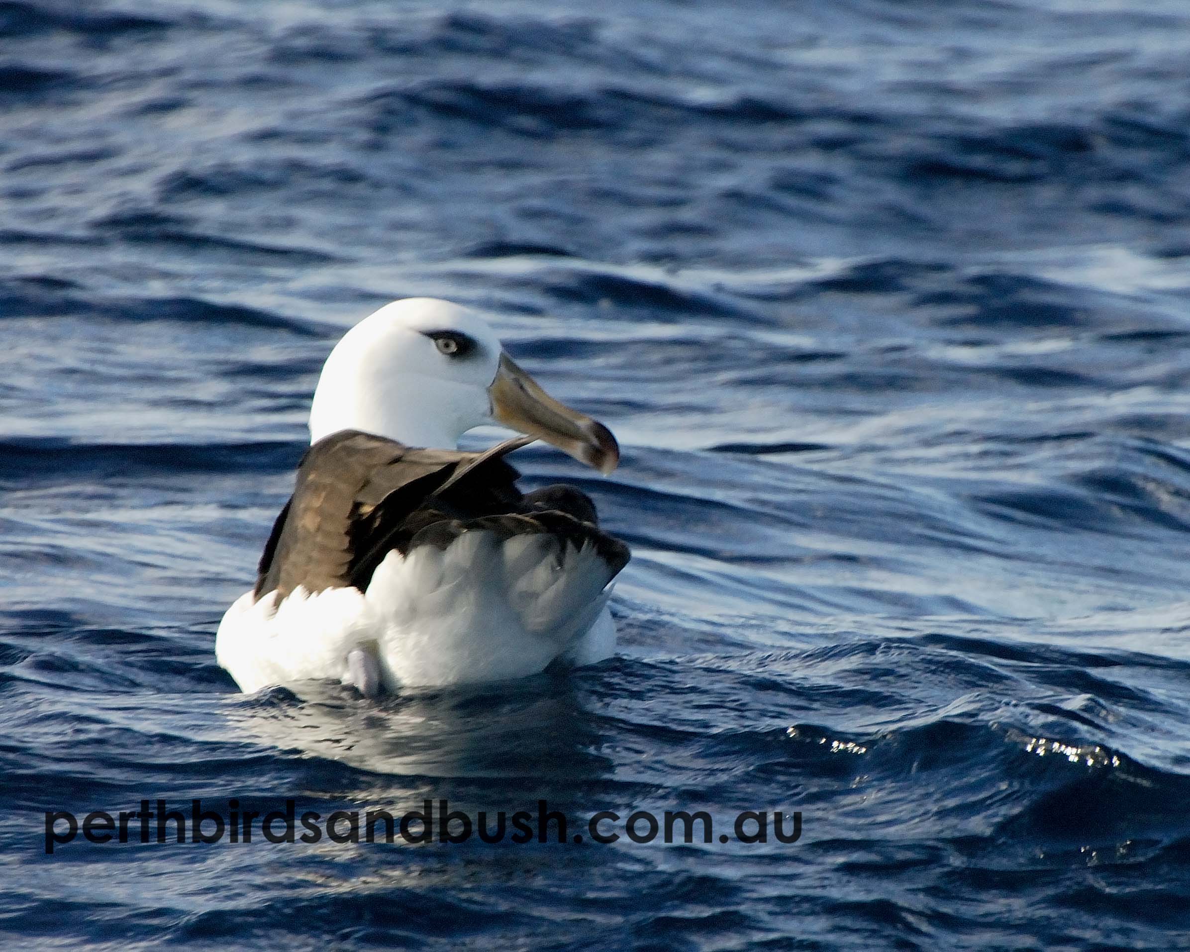 Seabirds – Perth Birds and Bush