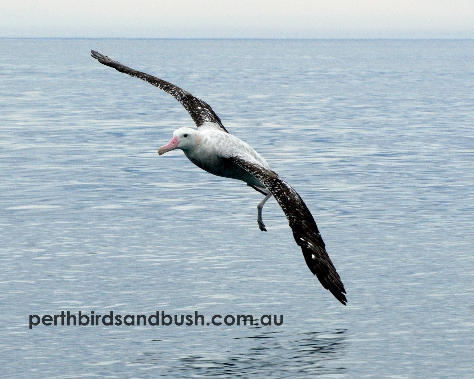 Seabirds – Perth Birds and Bush