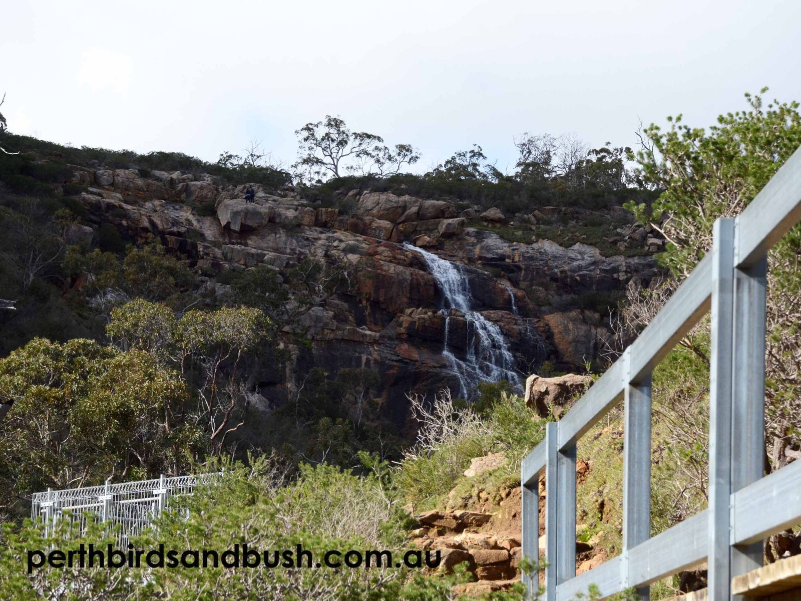 Wildflower, Waterfall and Wildlife tour – Perth Birds and Bush