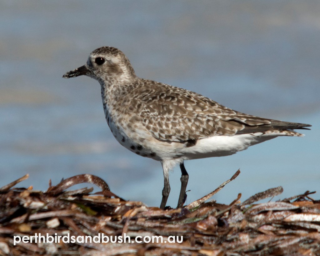 Shorebirds, Gulls and Terns – Perth Birds and Bush