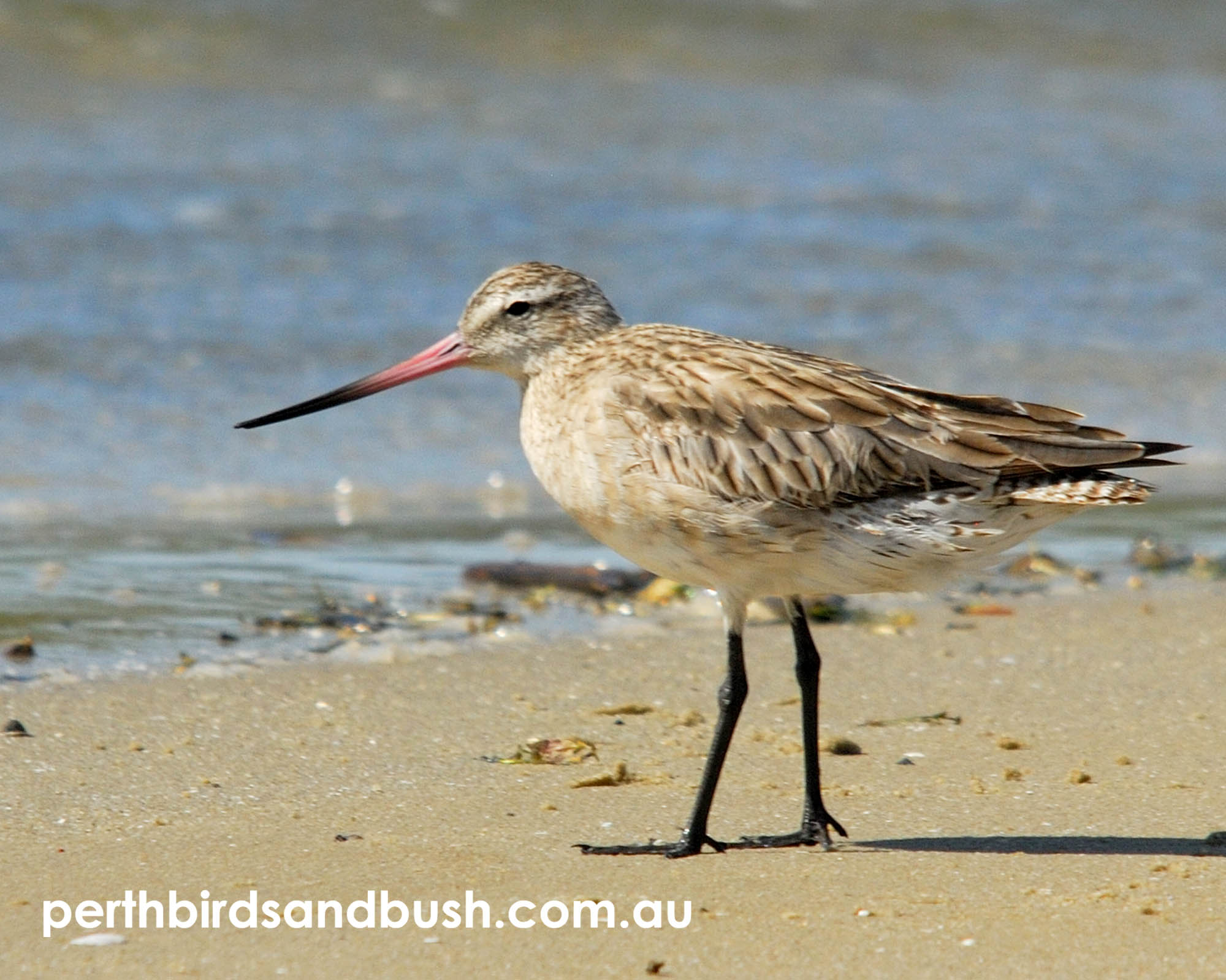 Shorebirds, Gulls and Terns – Perth Birds and Bush