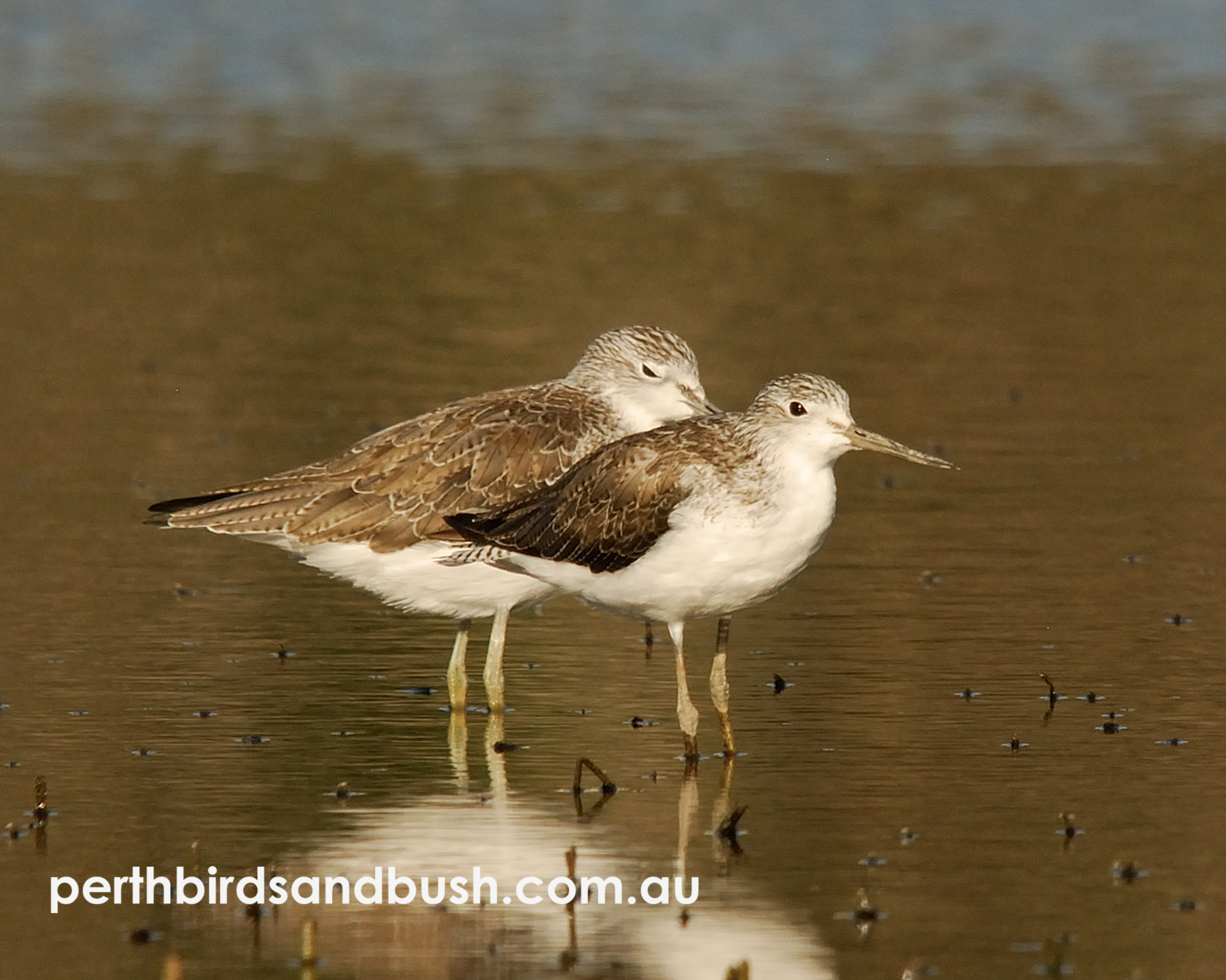 Shorebirds, Gulls and Terns – Perth Birds and Bush