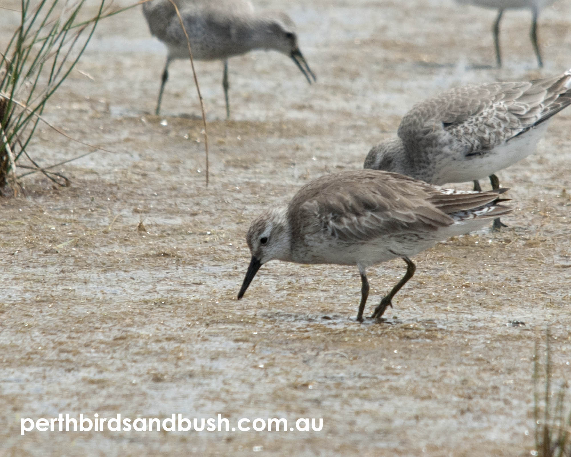 Shorebirds, Gulls and Terns – Perth Birds and Bush
