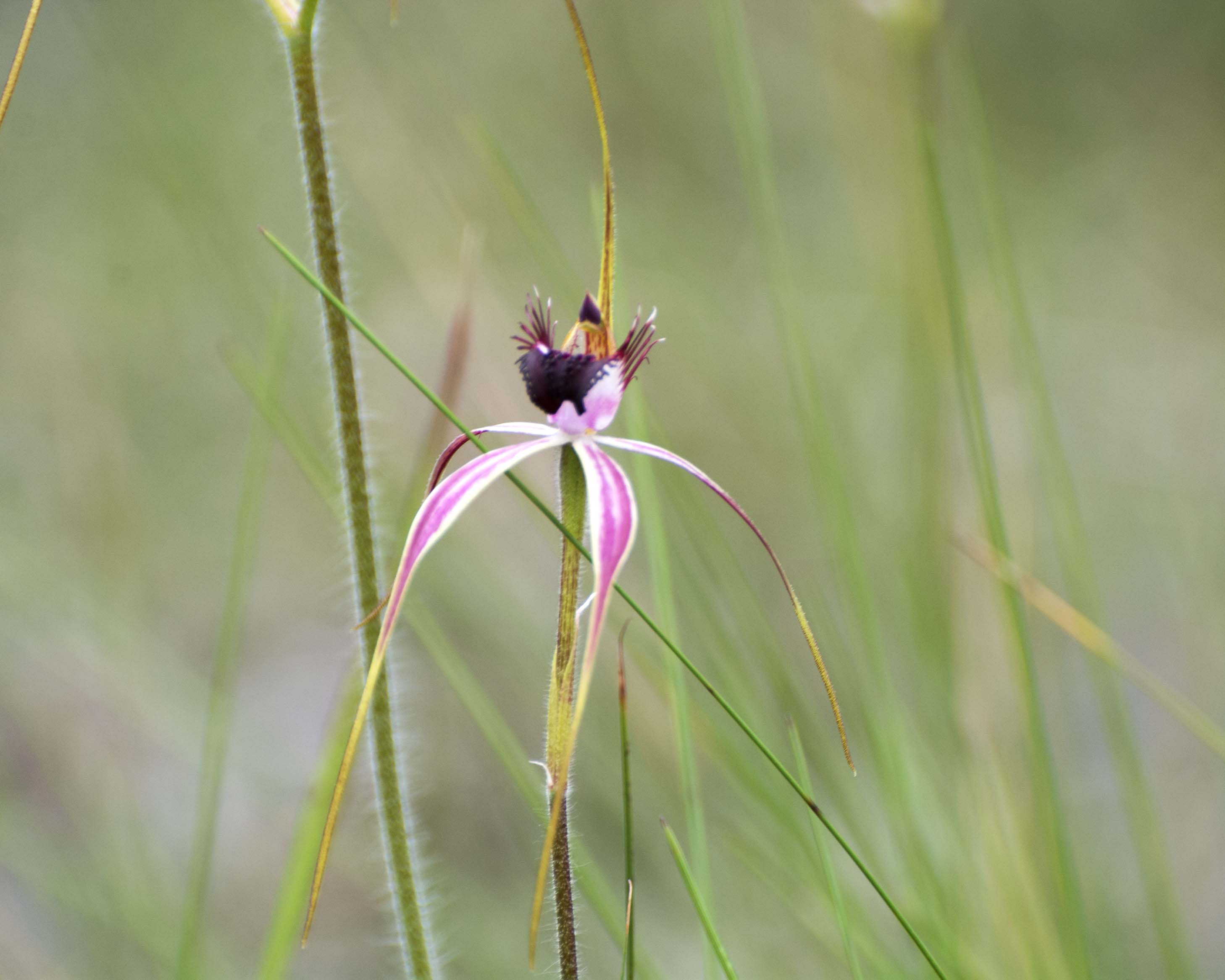 Orchids – Perth Birds and Bush