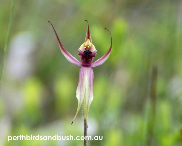 Wildflower tours – Perth Birds and Bush