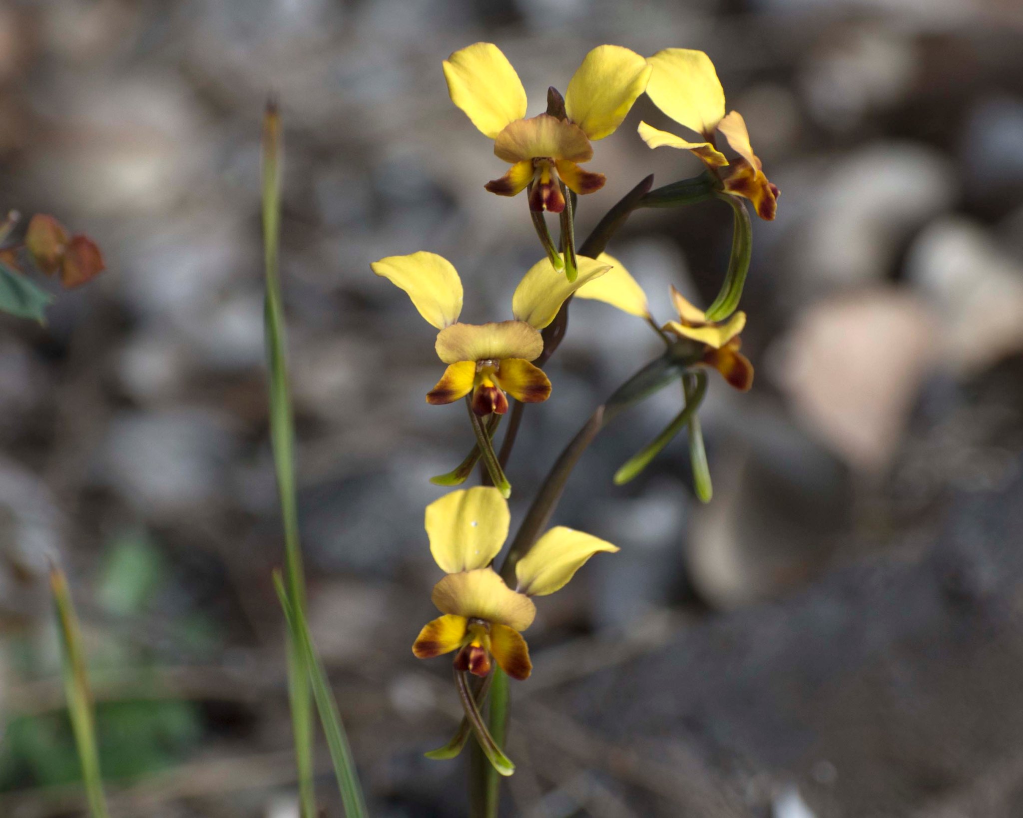 Orchids – Perth Birds and Bush