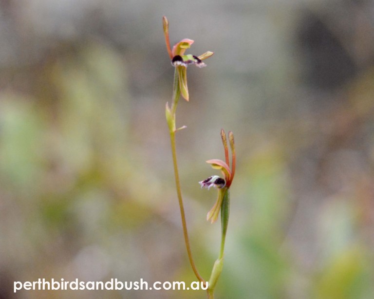 Orchids – Perth Birds and Bush
