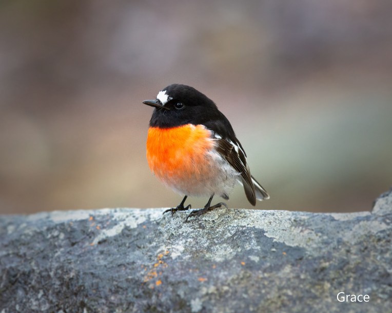 Guest Gallery – Perth Birds and Bush