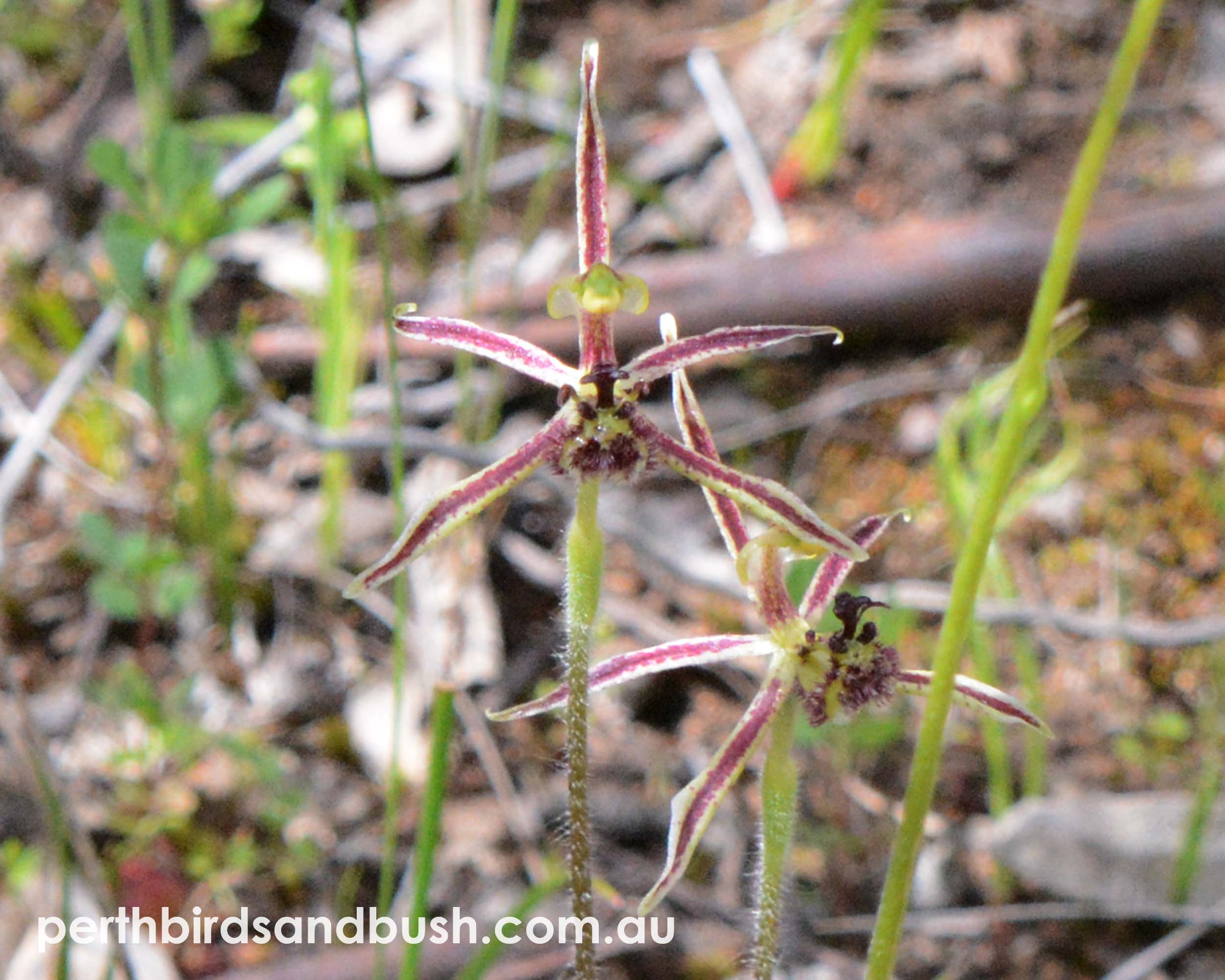 Orchids – Perth Birds and Bush