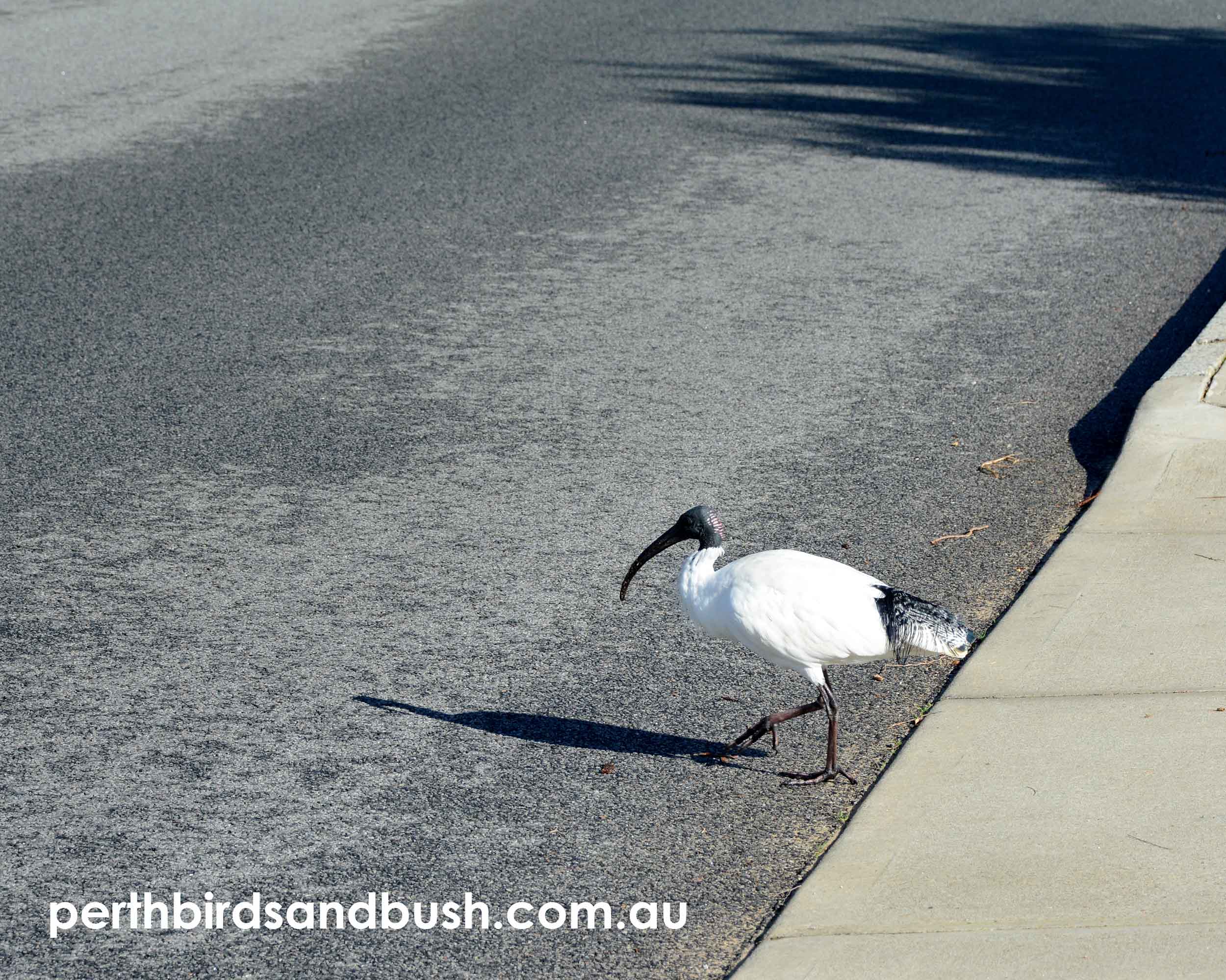 Walking Beeliar Wetlands Part1 – Perth Birds and Bush