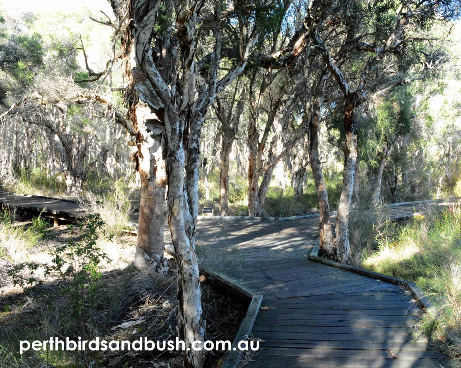 Walking Beeliar Wetlands Part1 – Perth Birds and Bush
