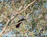 Walking Beeliar Wetlands Part1 – Perth Birds and Bush