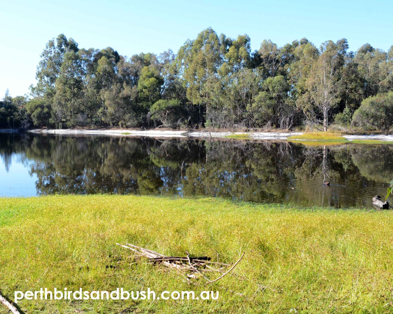 Walking Beeliar Wetlands Part1 – Perth Birds and Bush
