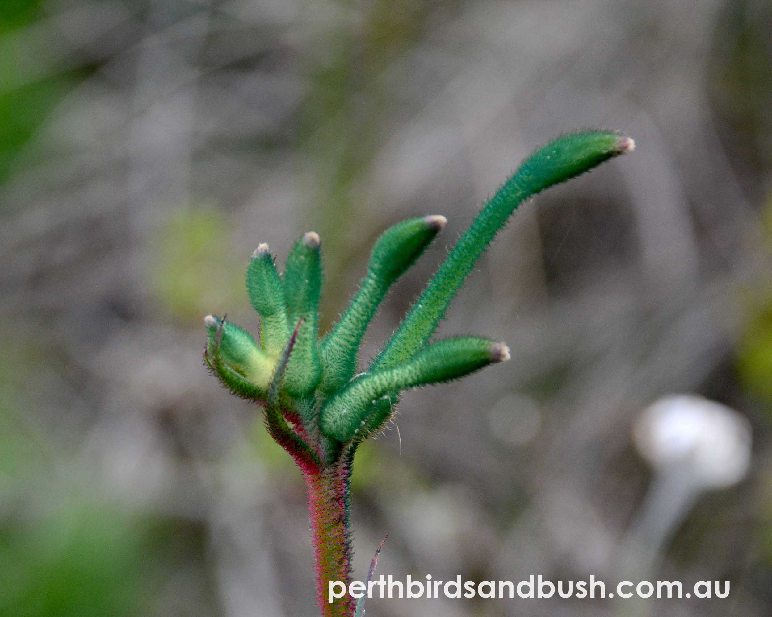 Wildflower tours – Perth Birds and Bush