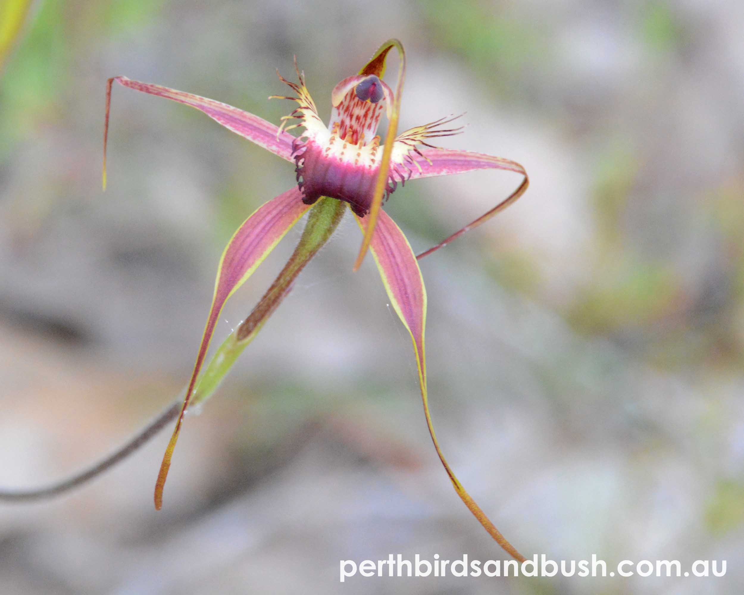 Swampy September Wildflowers – Perth Birds and Bush