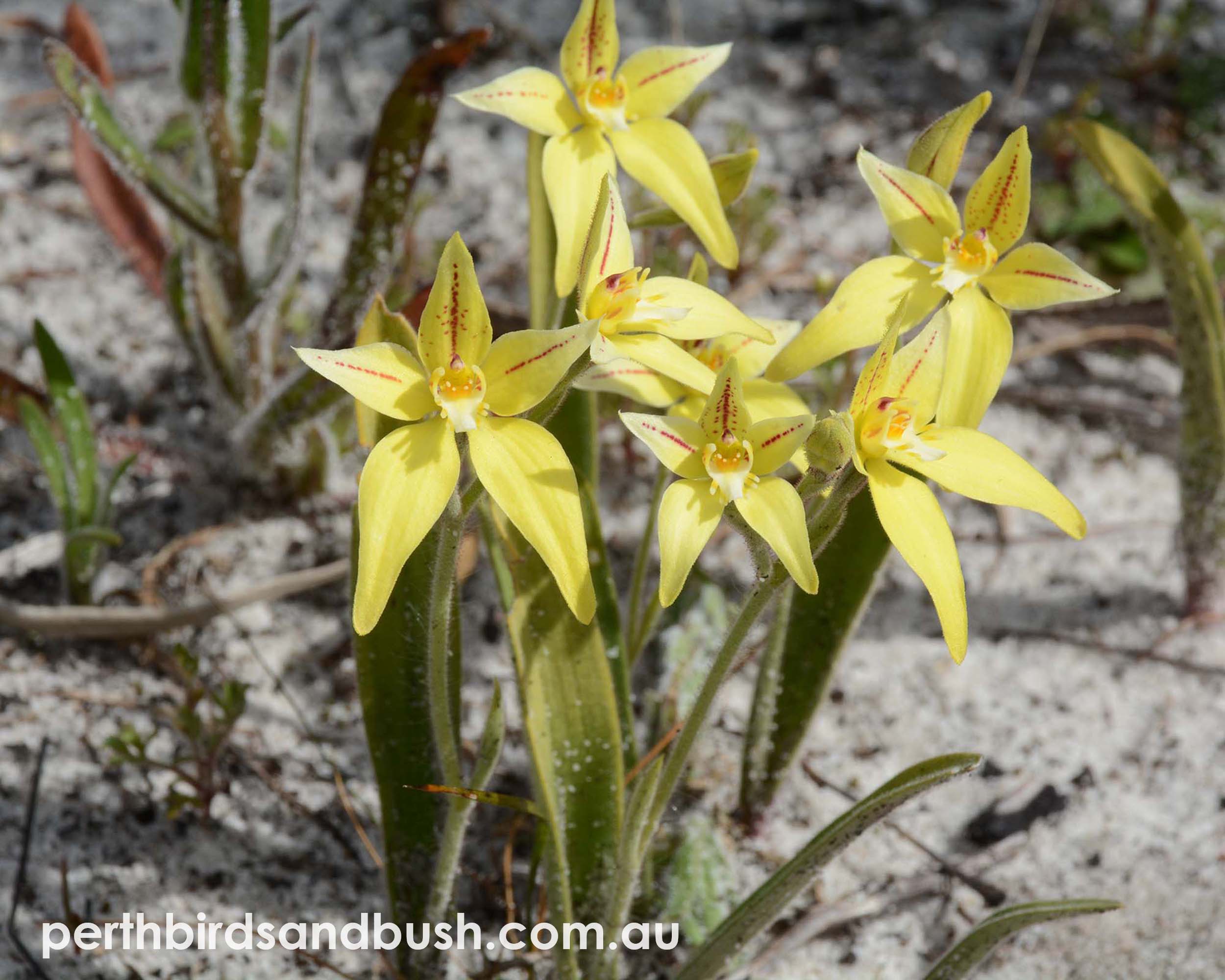 Orchids – Perth Birds and Bush