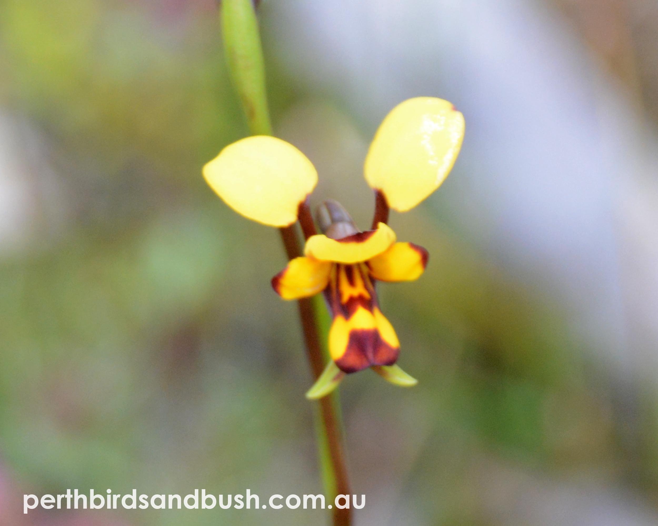 Orchids – Perth Birds and Bush