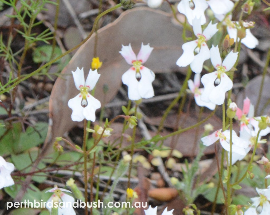 Triggerplants – Perth Birds and Bush
