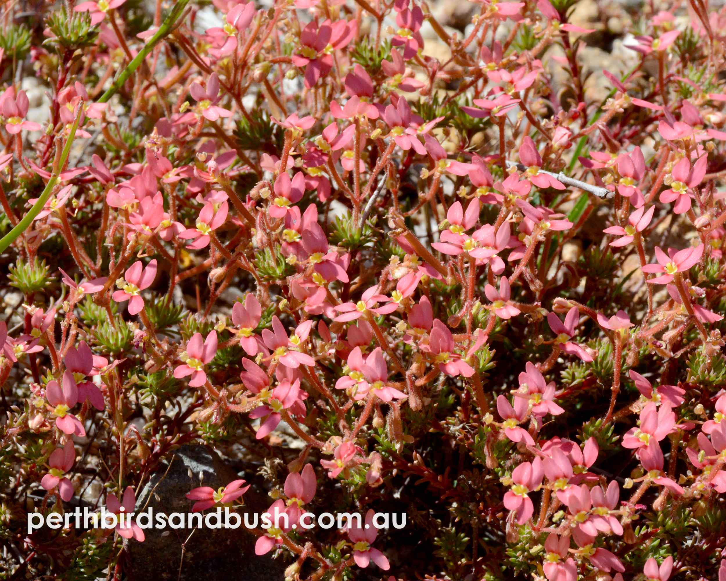 Triggerplants – Perth Birds and Bush