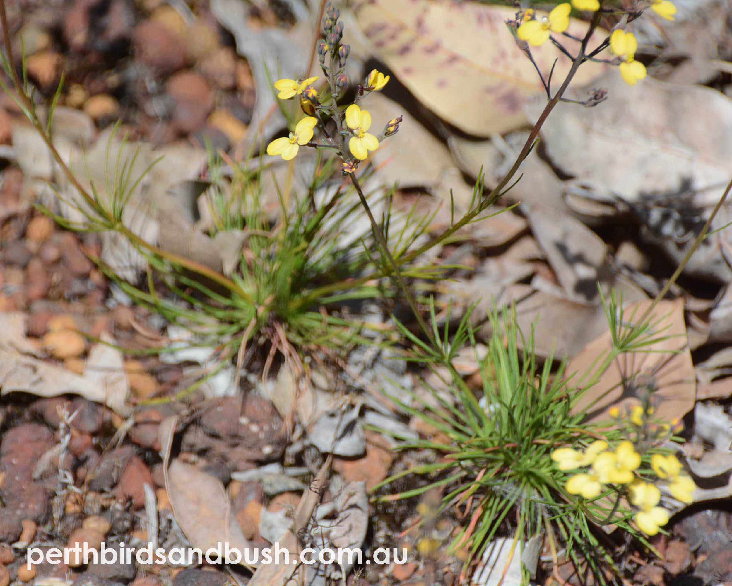 Triggerplants – Perth Birds and Bush