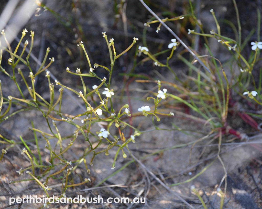 Triggerplants – Perth Birds and Bush