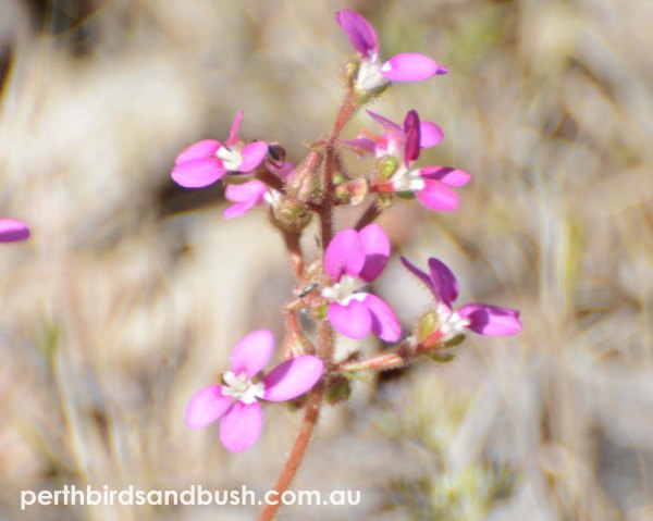 Triggerplants – Perth Birds and Bush