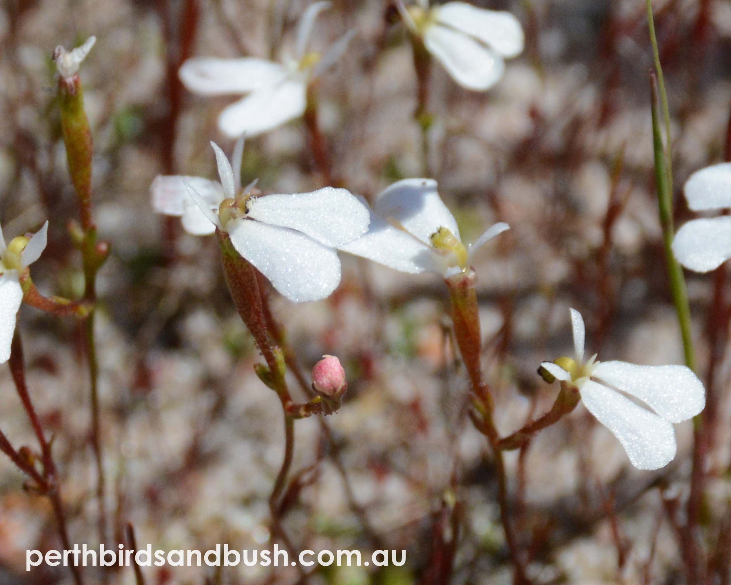 Triggerplants – Perth Birds and Bush
