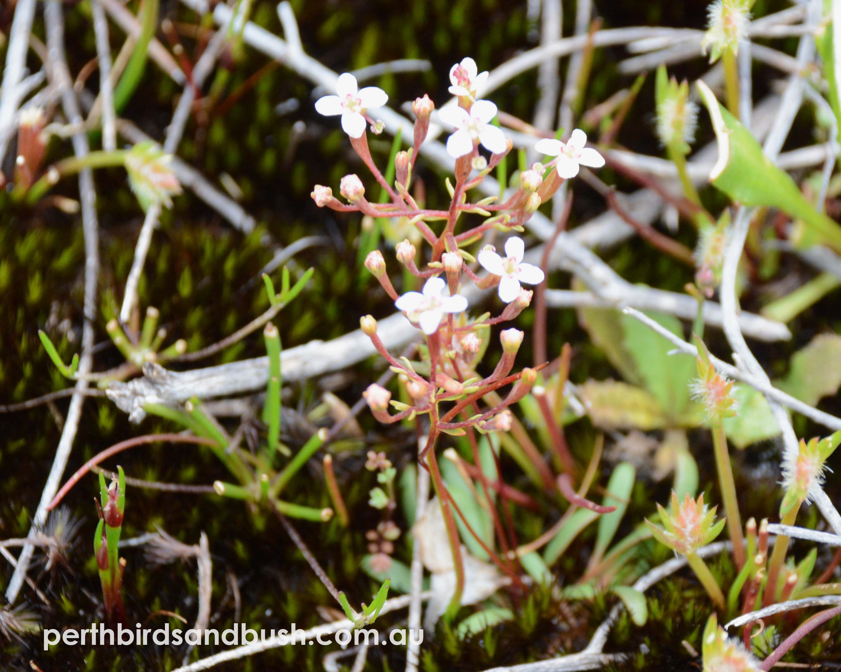 Triggerplants – Perth Birds and Bush