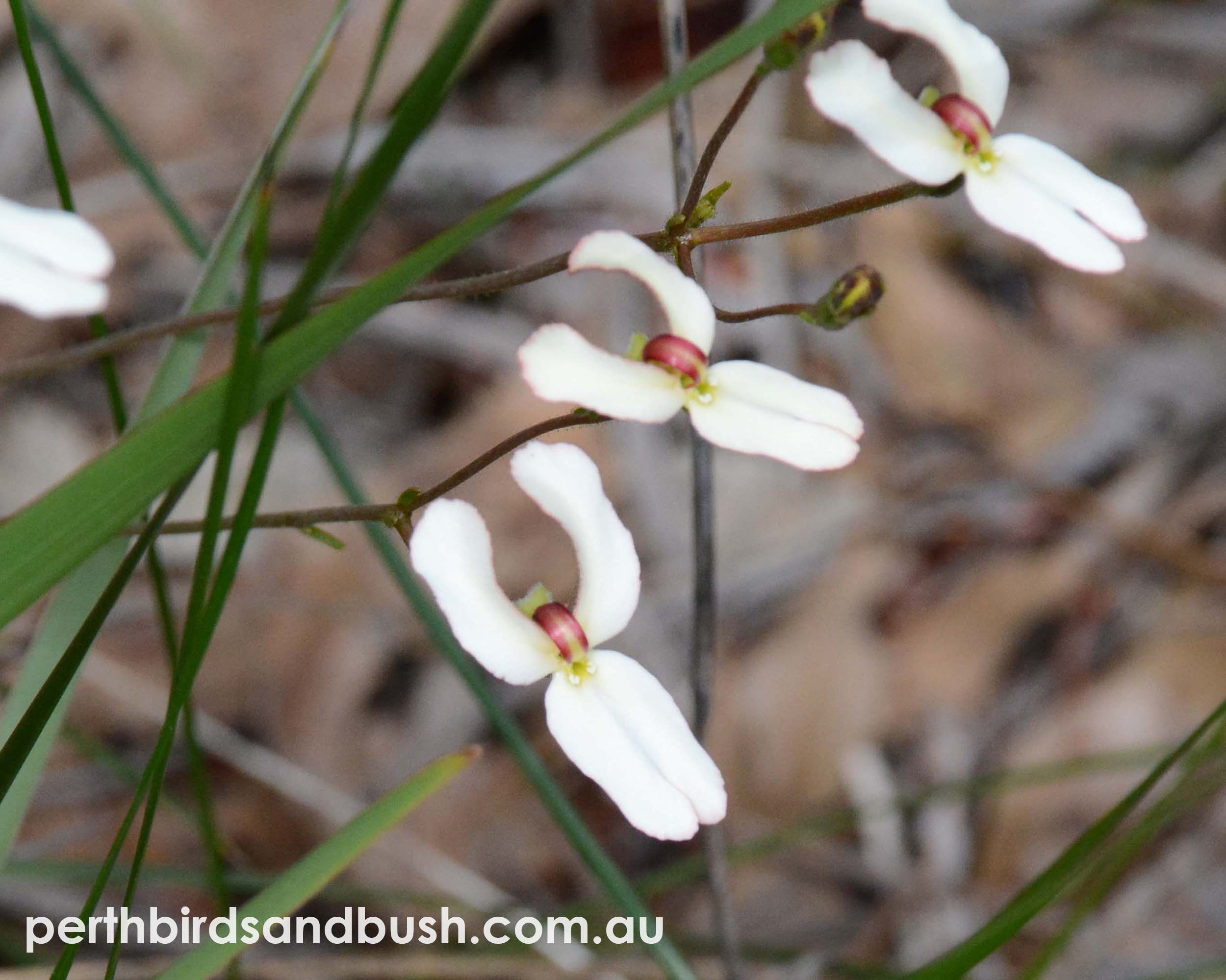 Triggerplants – Perth Birds and Bush