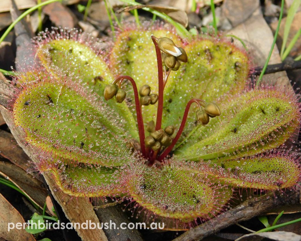 Sundews and Rainbows – Perth Birds and Bush
