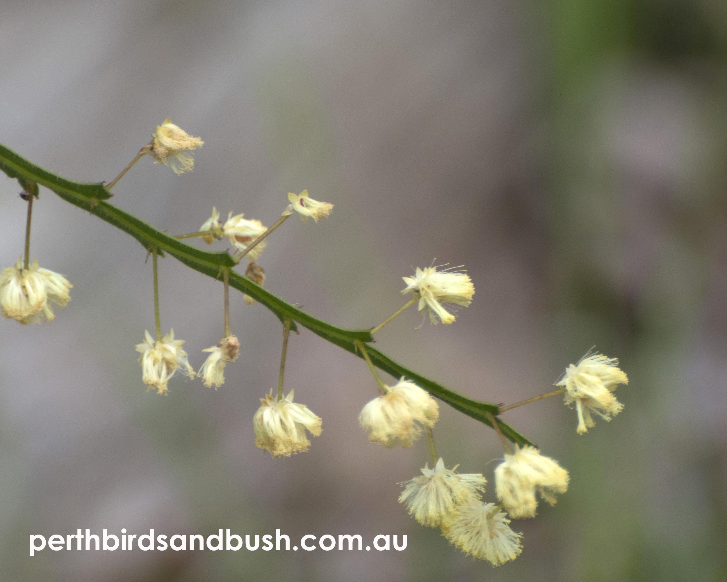 Acacias – Perth Birds and Bush