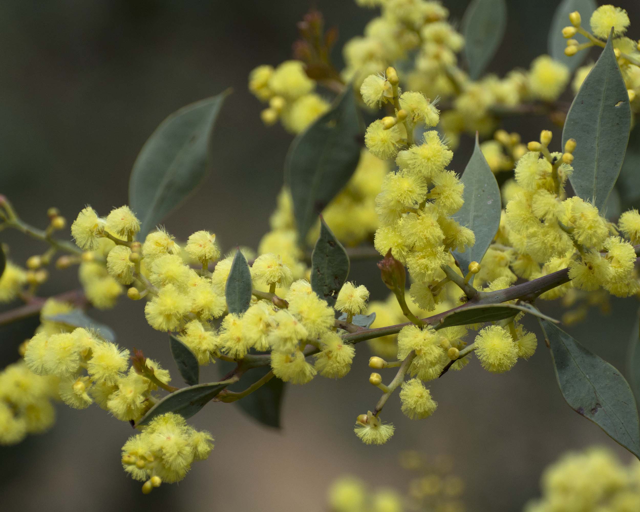 Acacias – Perth Birds and Bush