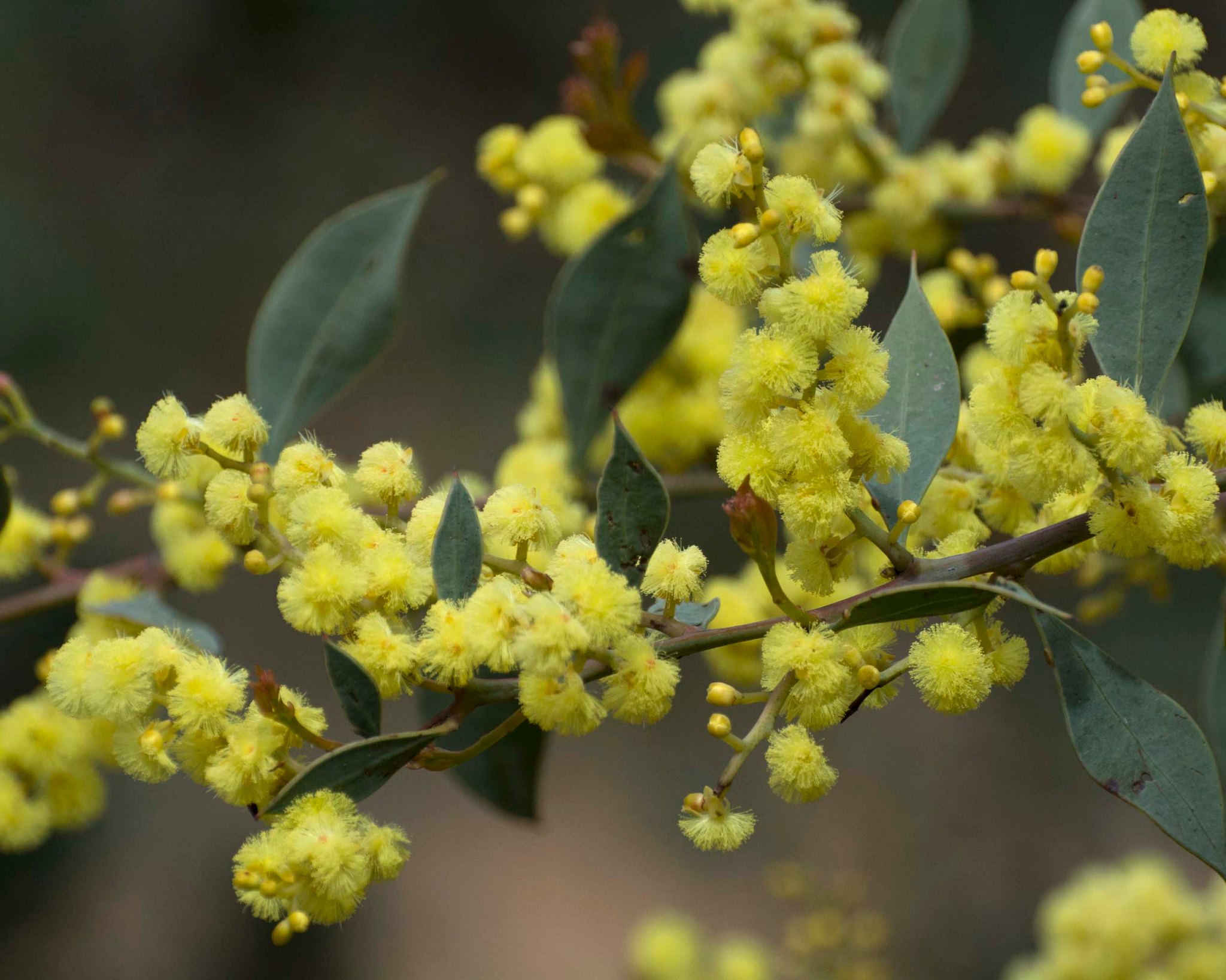 Acacia – Perth Birds and Bush