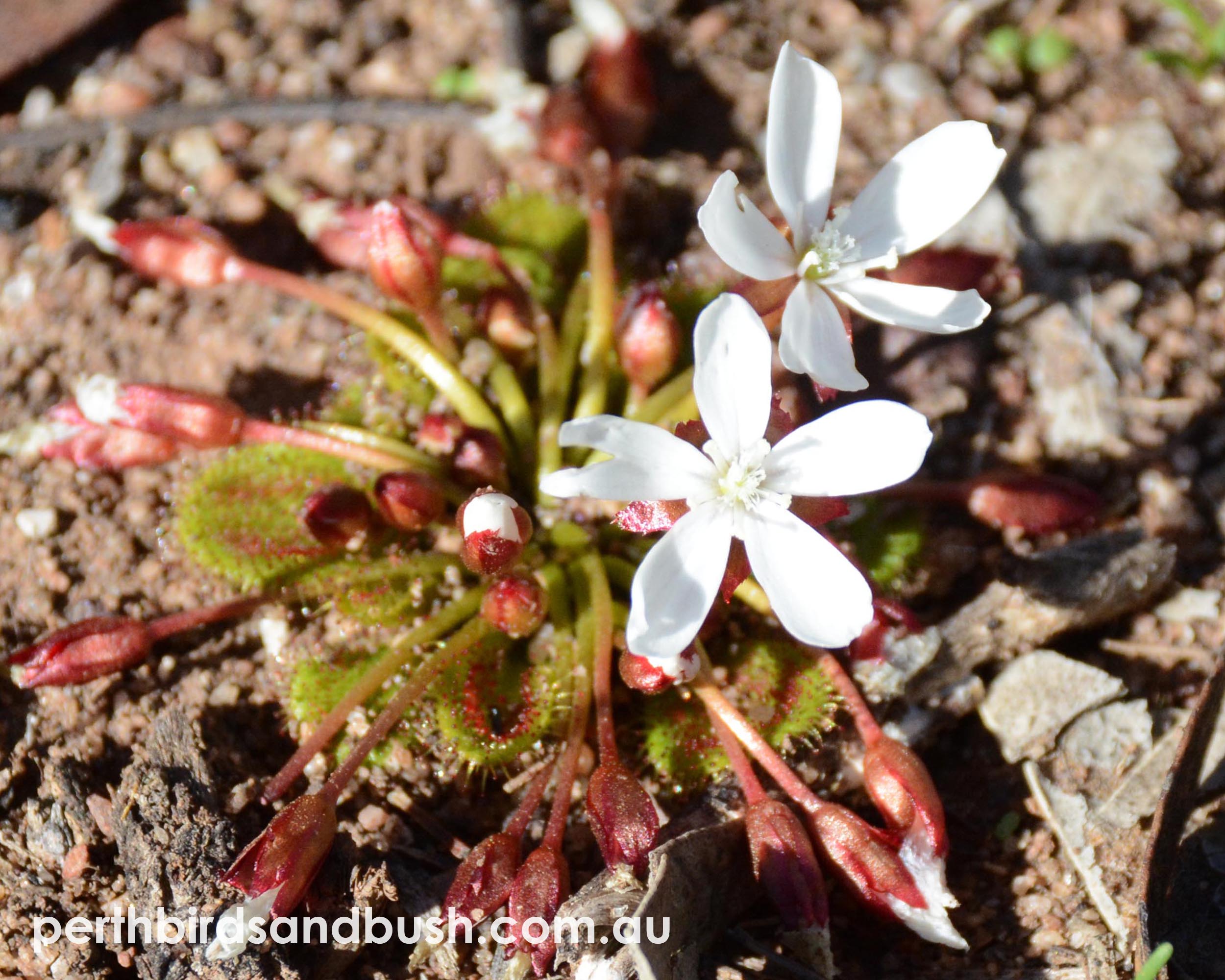 Sundews and Rainbows – Perth Birds and Bush