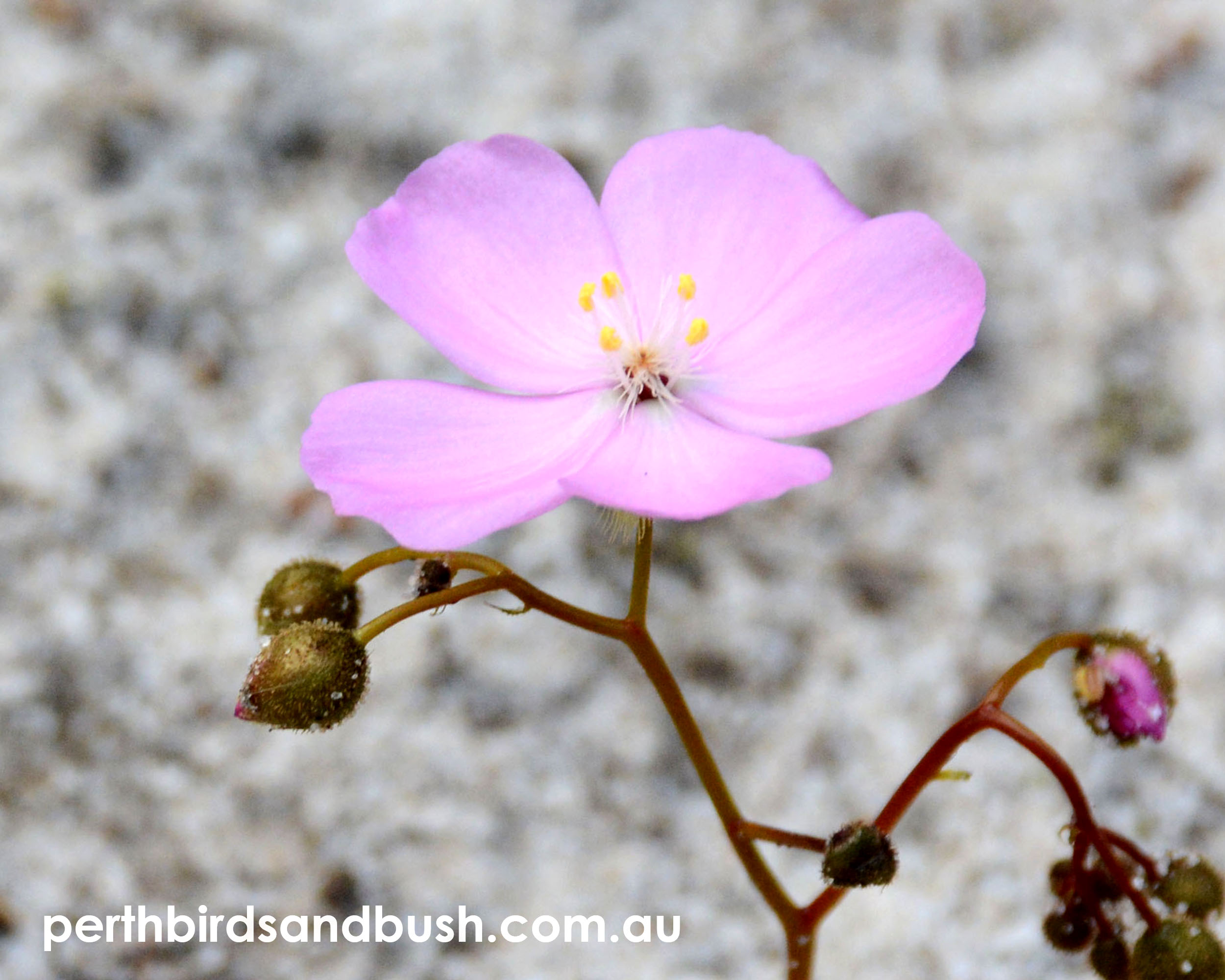 Sundews and Rainbows – Perth Birds and Bush