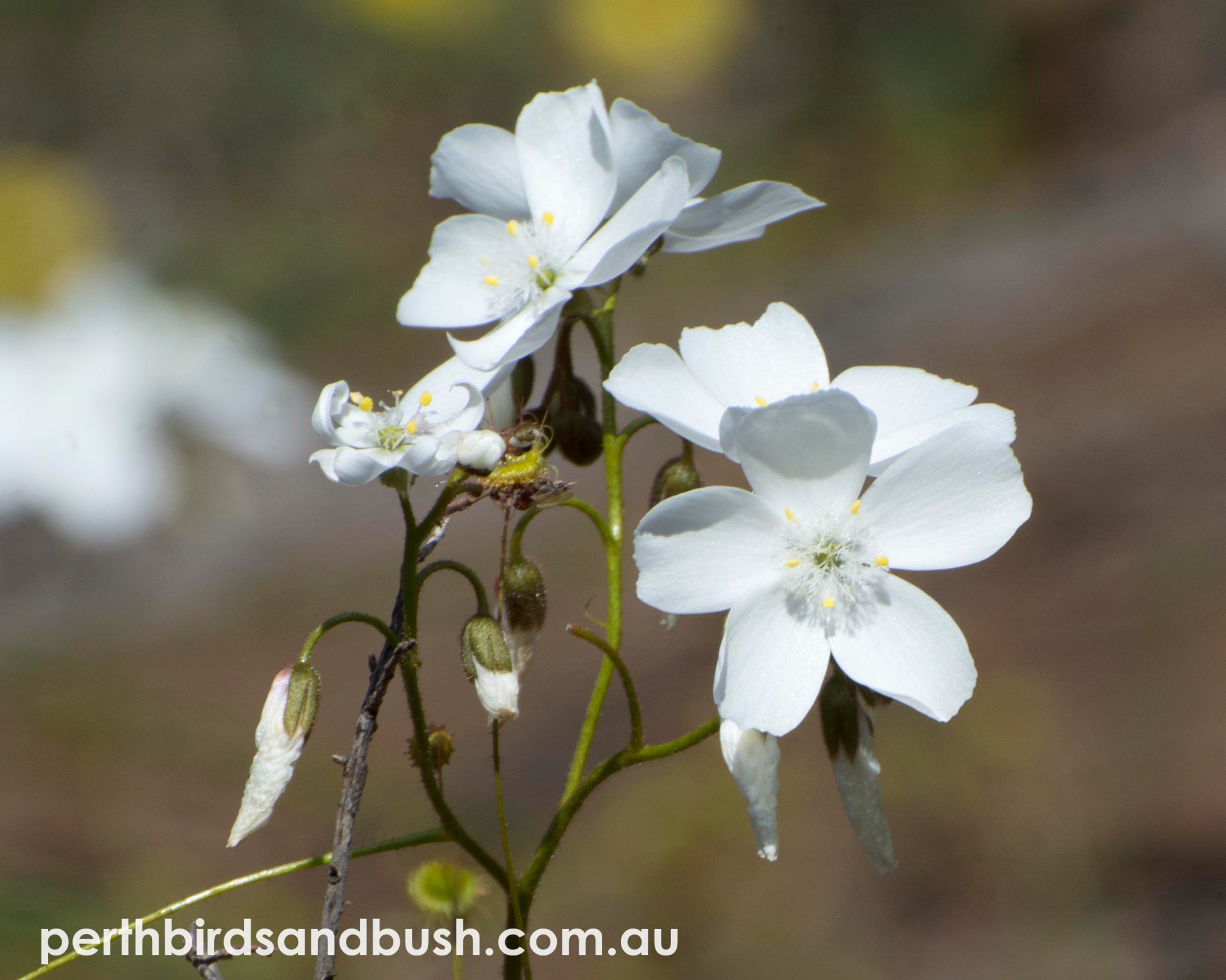 Sundews and Rainbows – Perth Birds and Bush