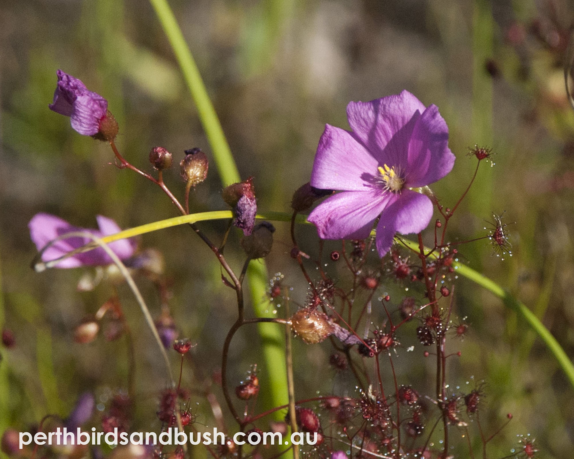 Sundews and Rainbows – Perth Birds and Bush