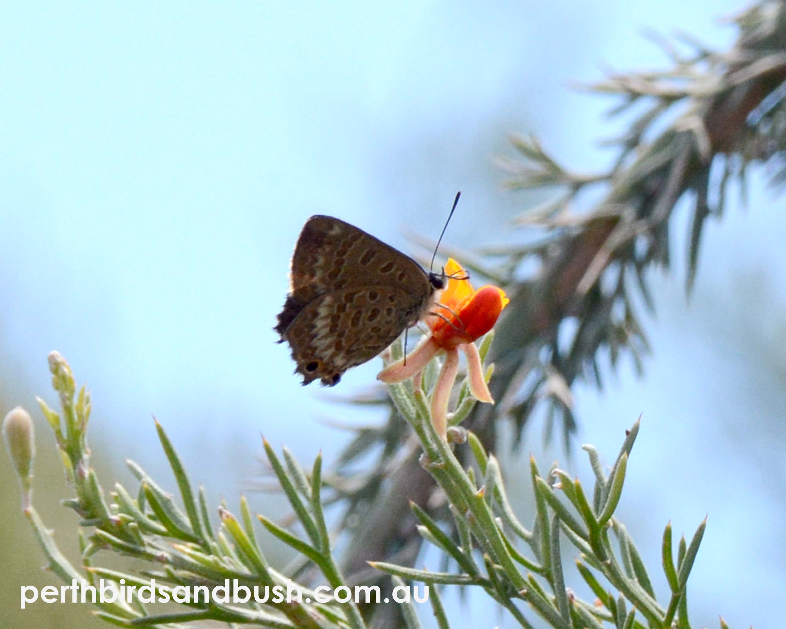 Butterflies – Perth Birds and Bush