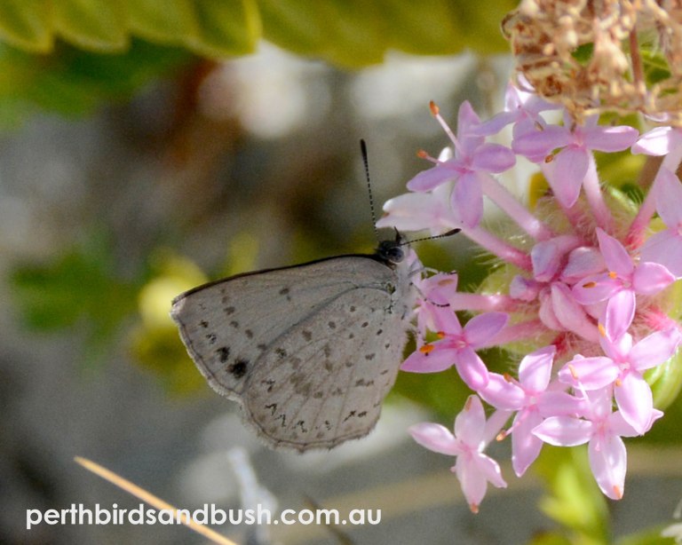 Butterflies – Perth Birds and Bush