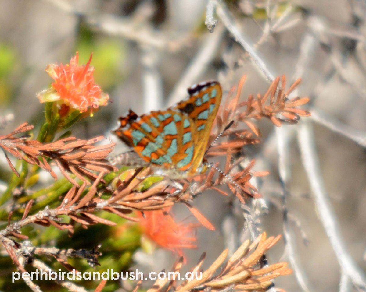 Butterflies – Perth Birds and Bush